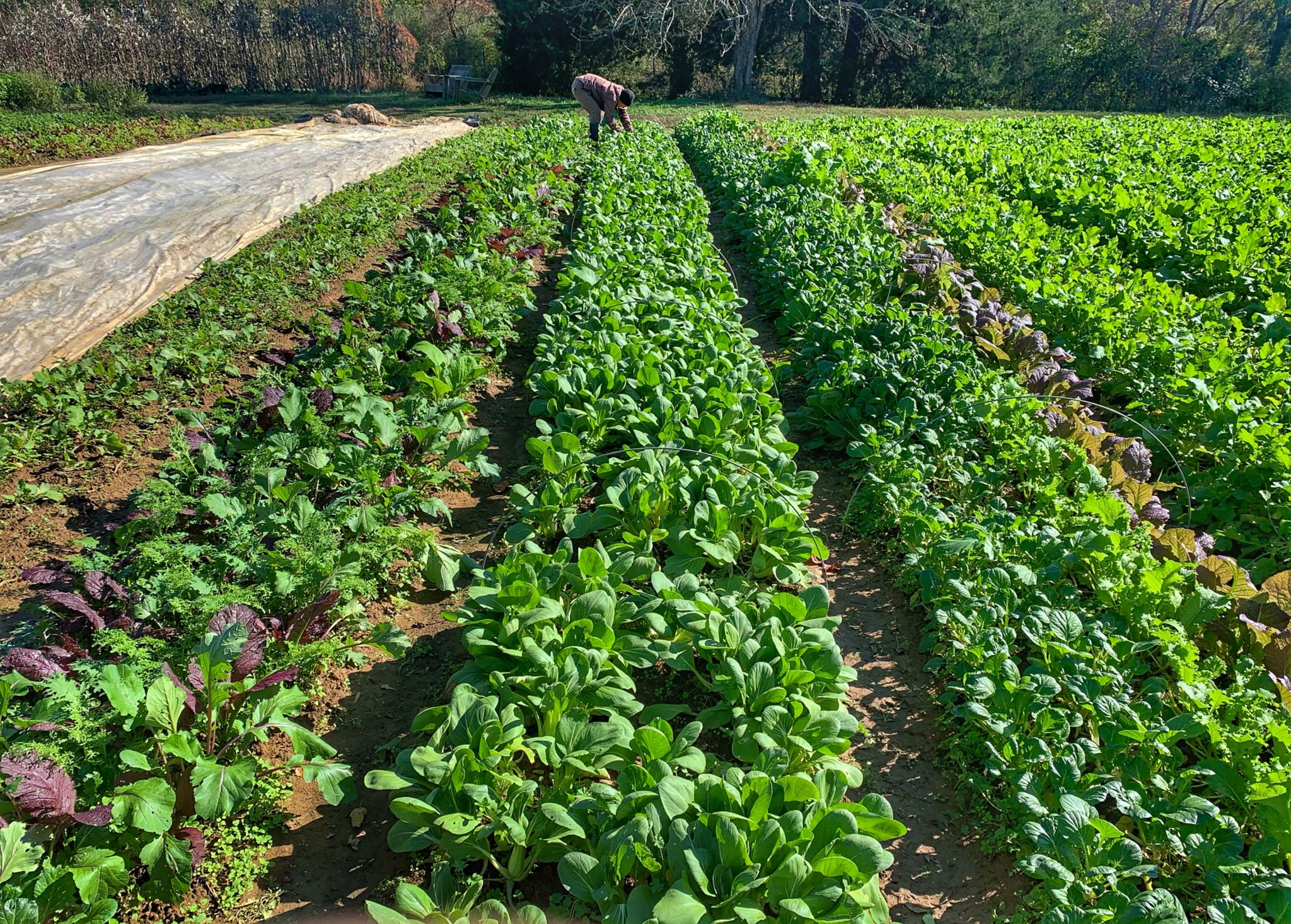 Lost Weekend Farms Fresh This Week